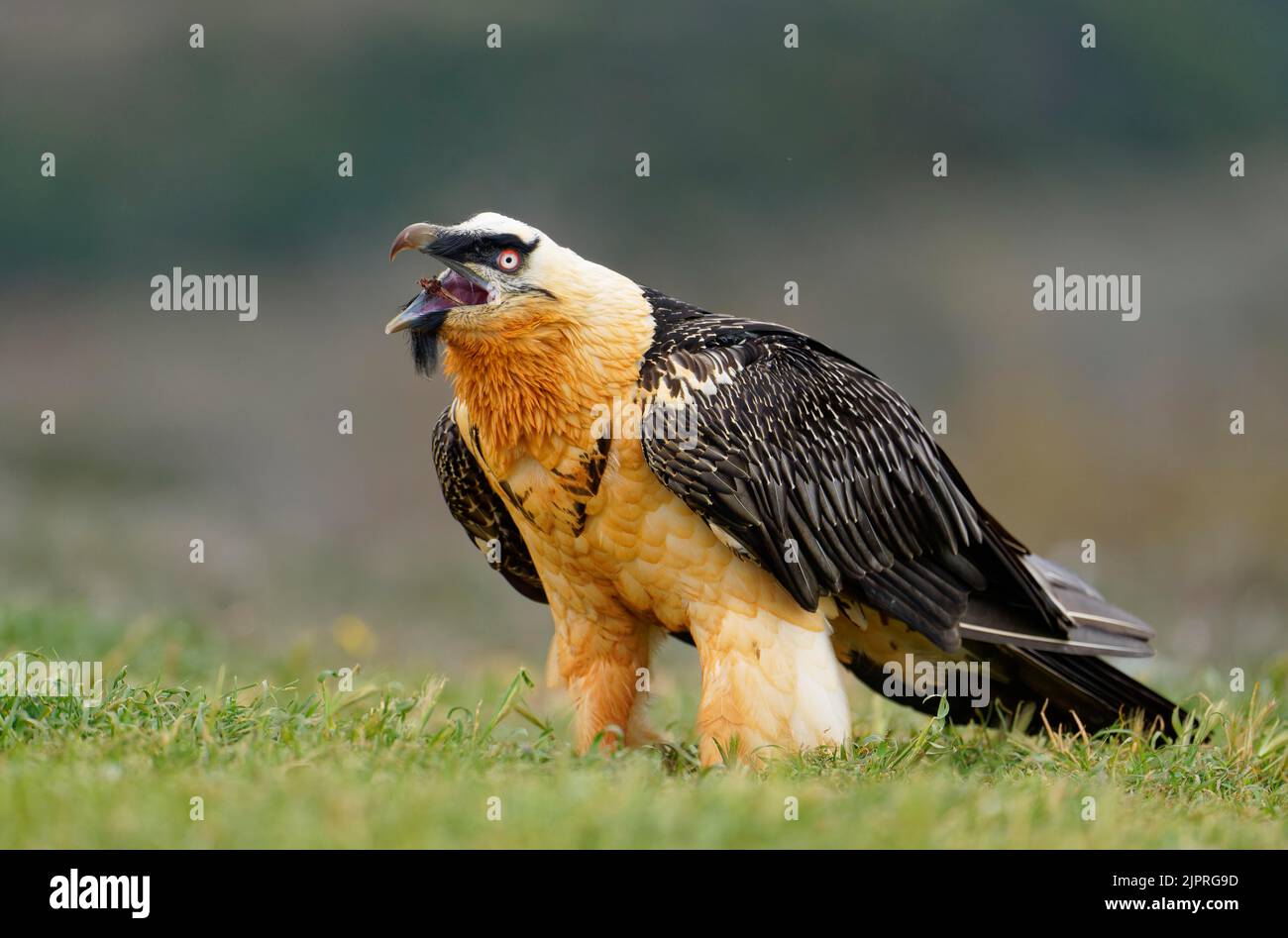 Bearded vulture (Gypaetus barbatus), Pyrenees, Spain Stock Photo - Alamy