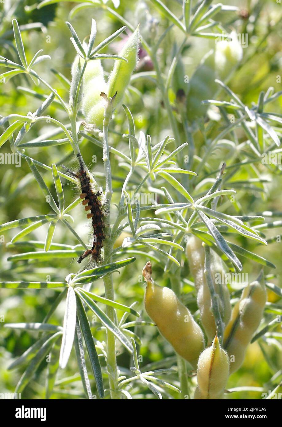 Rusty tussock moth (Orgyia antiqua), blackthorn moth, caterpillar on ...