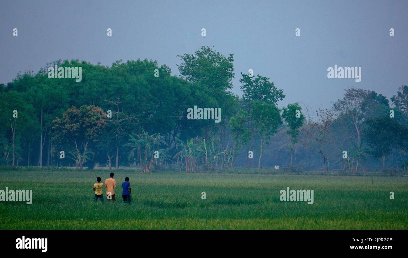 Vast paddy fields of Bangladesh. Children are playing in the paddy ...