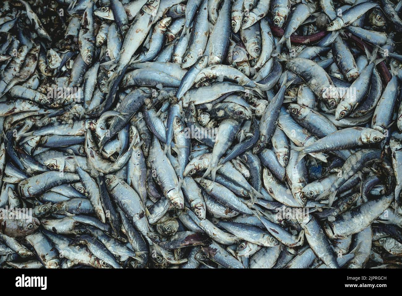 Sardines, the most important raw material for fishmeal production ...