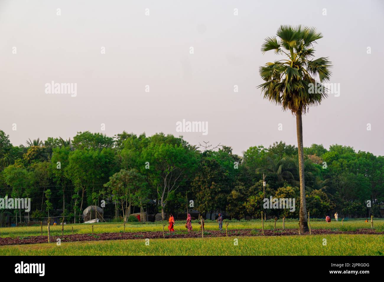 Bangladesh is a paradise of natural beauty. ‍A palm tree stands on one ...