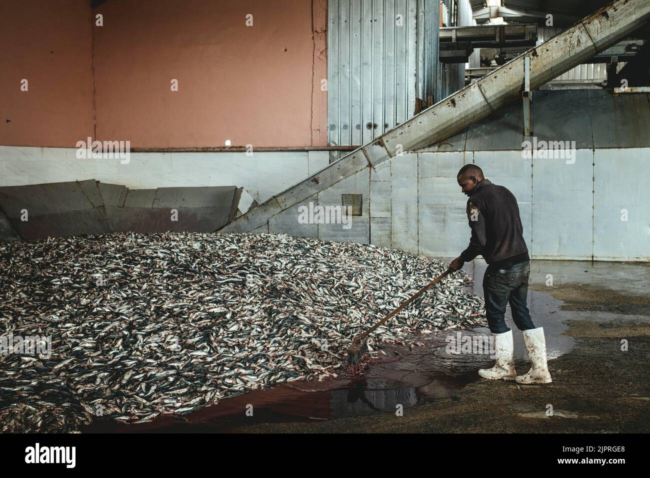 Sardines in front of processing at the Turkish factory Atlantic ...