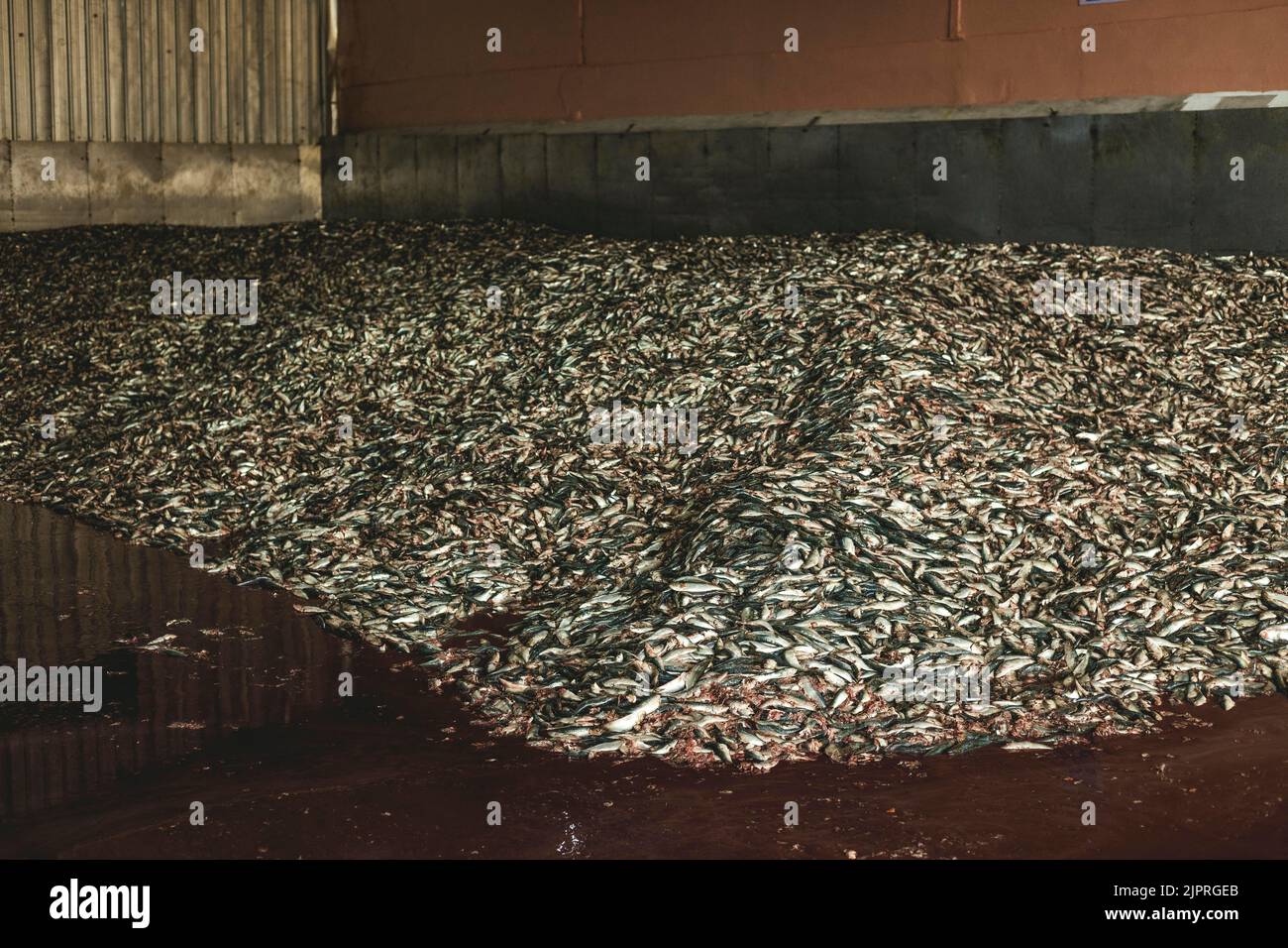Sardines in front of processing at the Turkish factory Atlantic ...