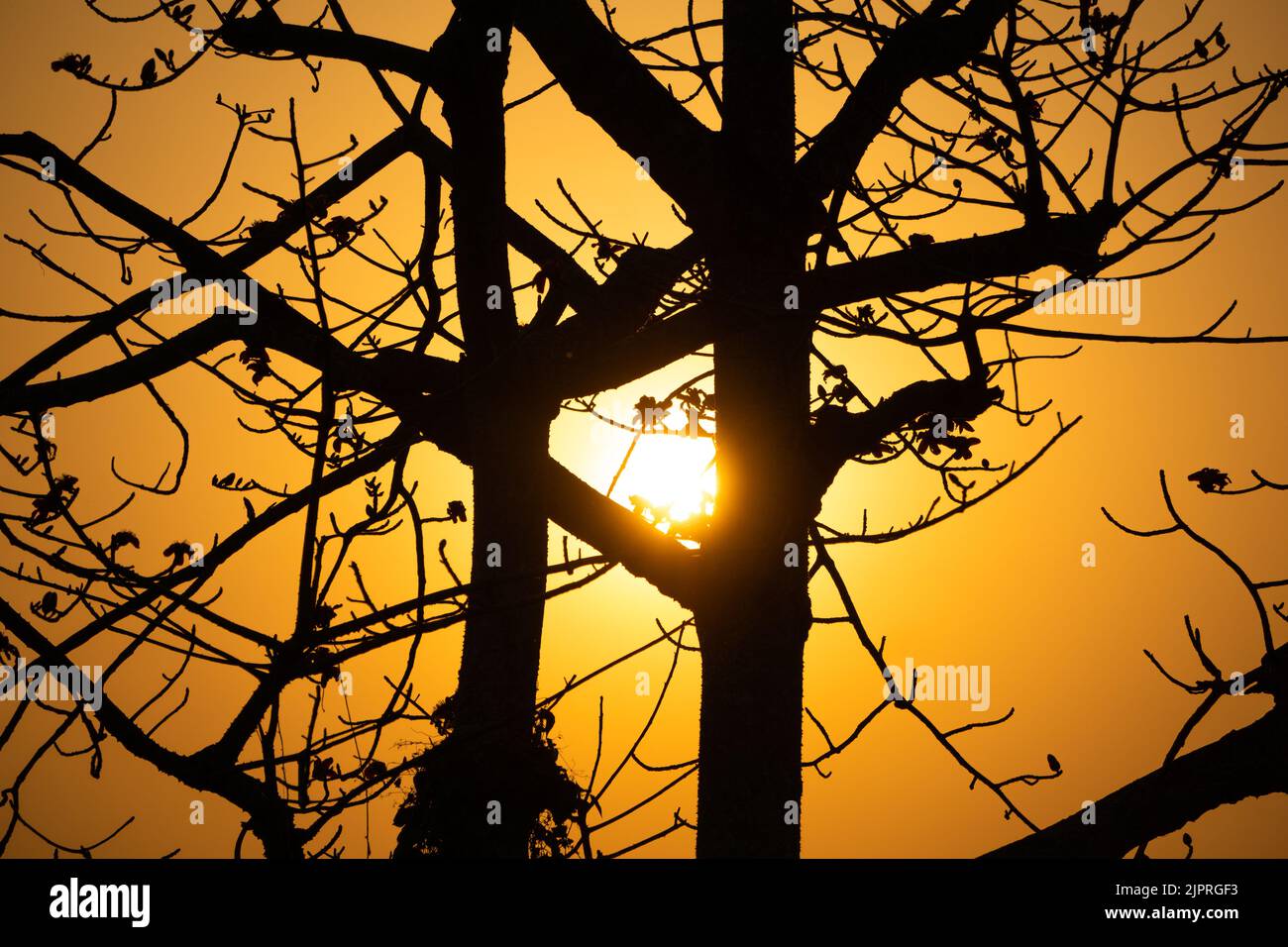 The golden afternoon sun is peeking through the gap between the simul ...