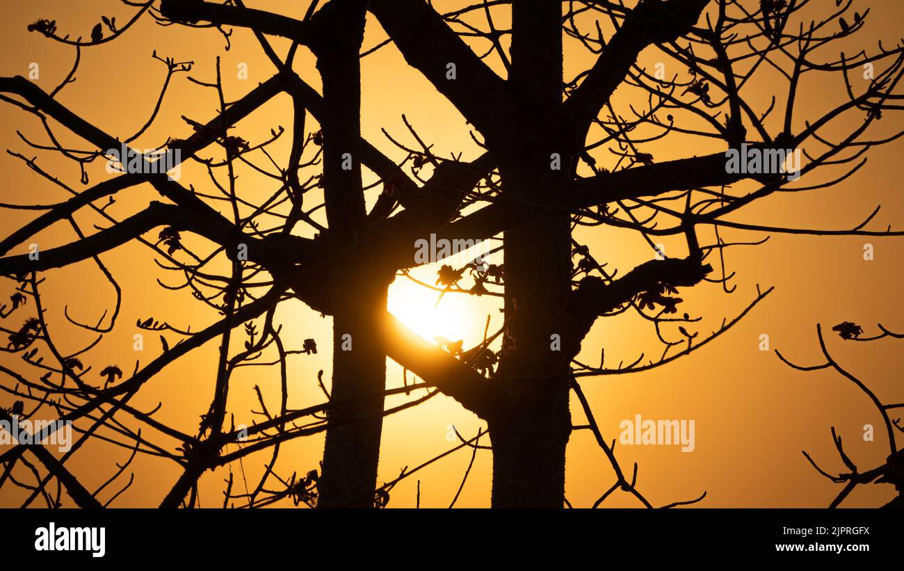 The golden afternoon sun is peeking through the gap between the shimul ...