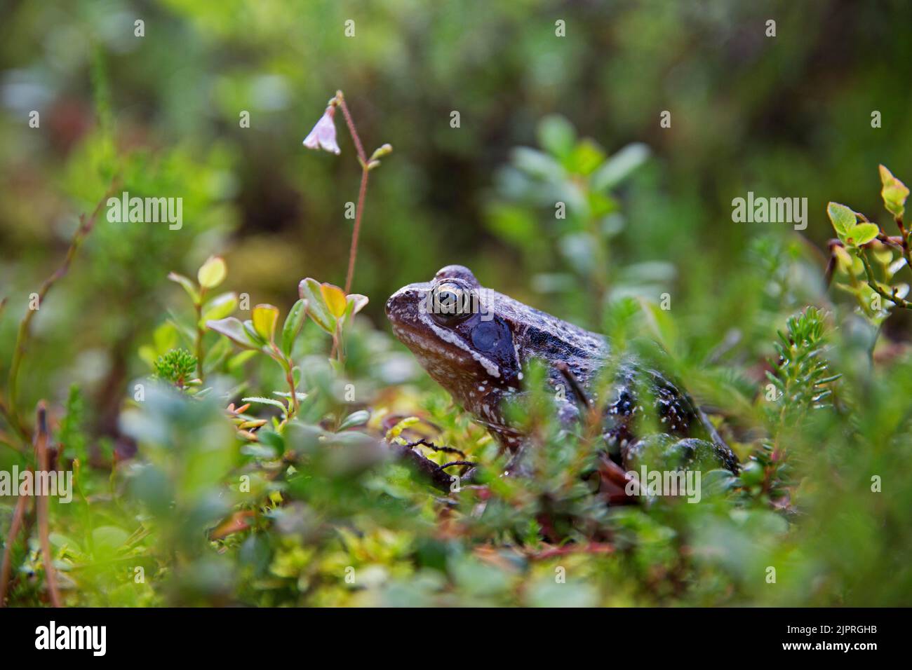 Moor frog (Rana arvalis), Riisitunturi National Park, Kuusamo, North ...