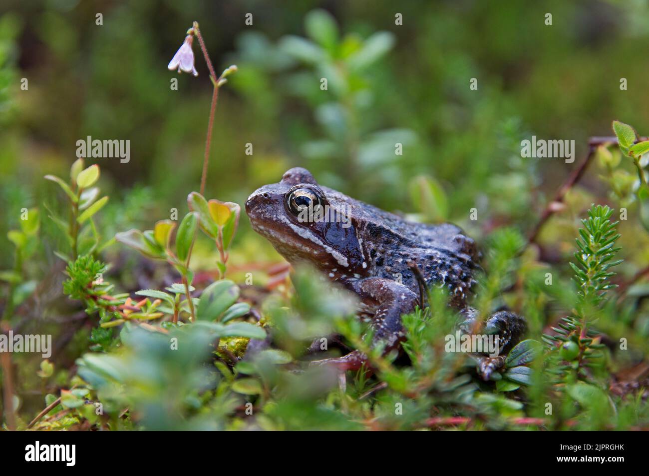 Moor frog (Rana arvalis), Riisitunturi National Park, Kuusamo, North ...