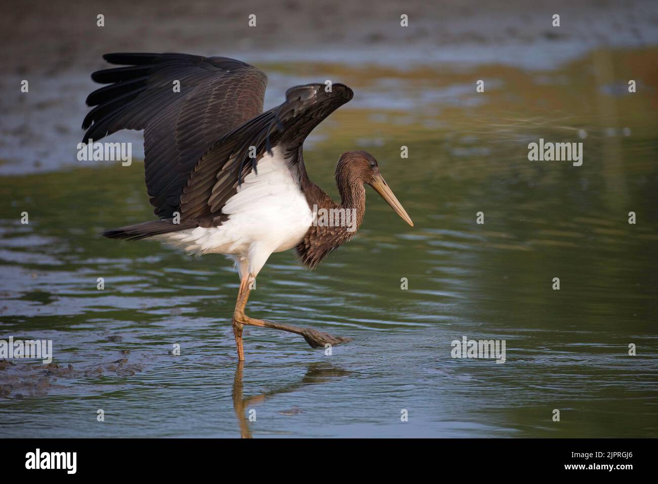 Black stork (Ciconia nigra), young bird, Mecklenburg-Western Pomerania ...