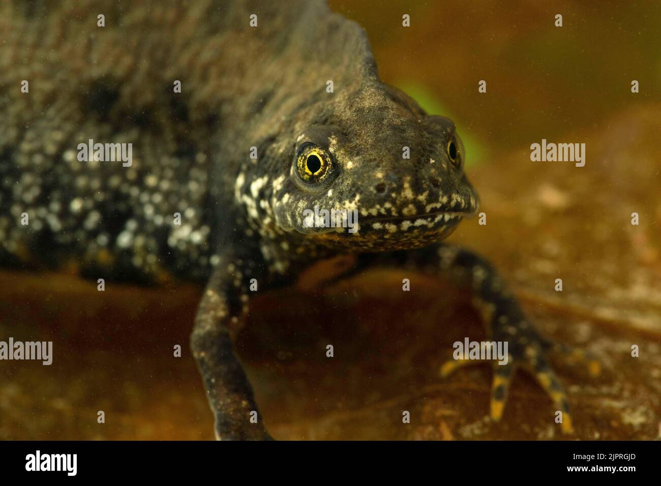 Northern crested newt (Triturus cristatus) in water spawning, Thuringia ...