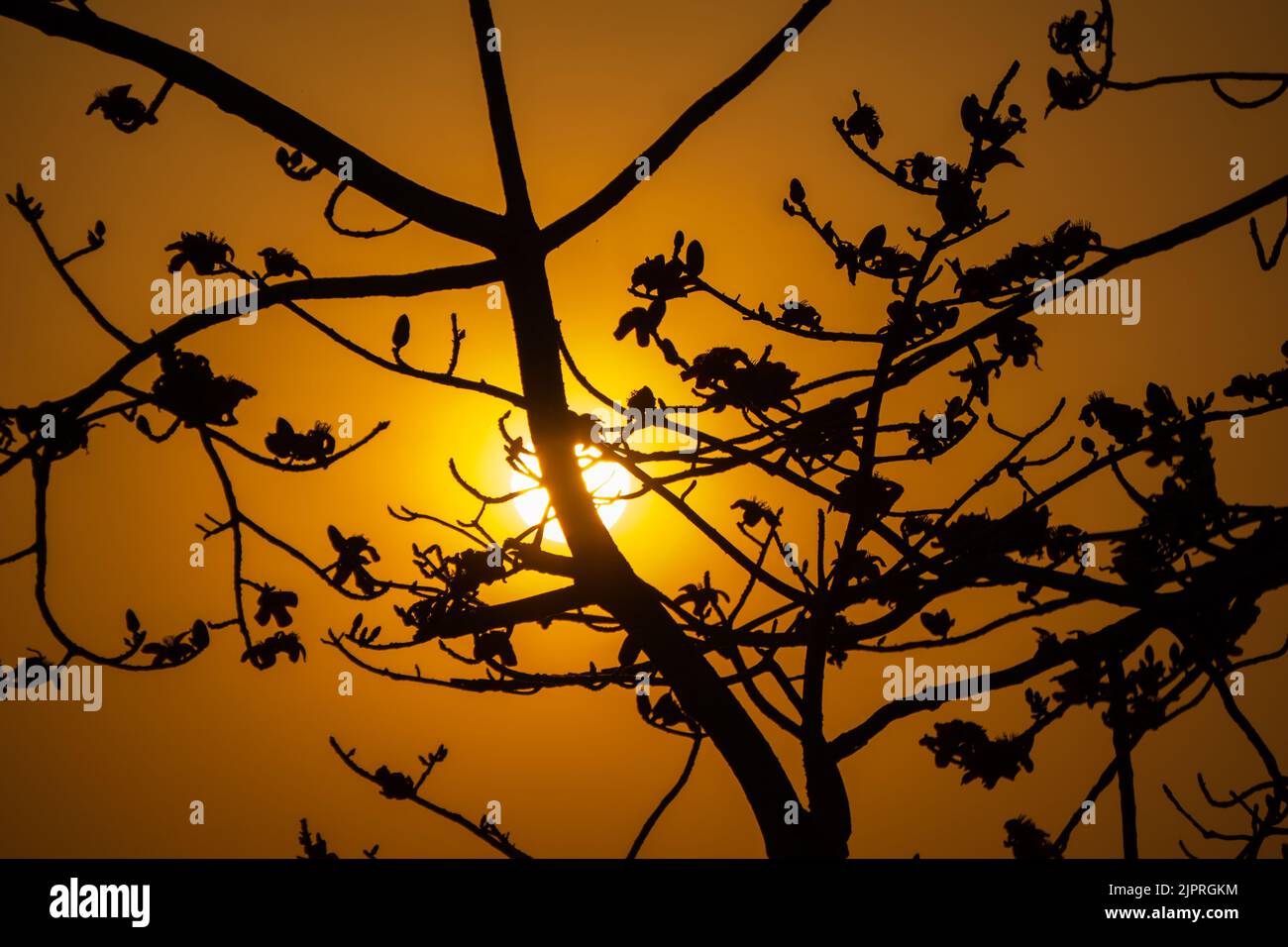 The golden afternoon sun is peeking through the gap between the simul ...
