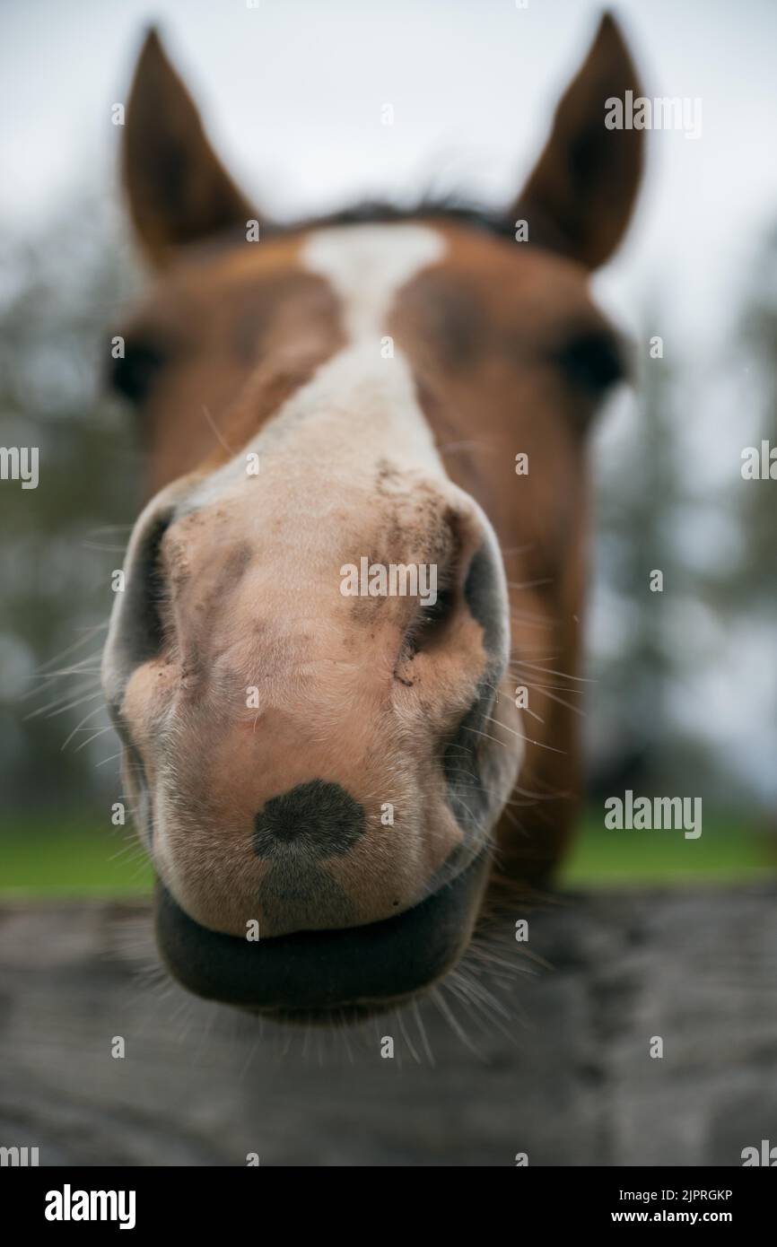Horse face detail hi-res stock photography and images - Alamy