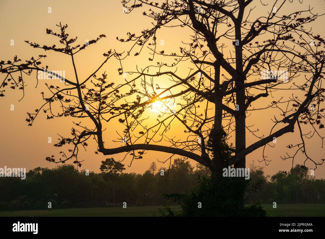 The golden afternoon sun is peeking through the gap between the simul ...