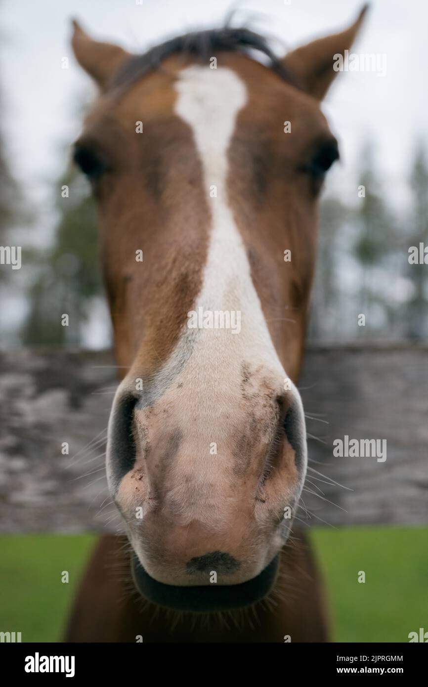 Horse face close up hi-res stock photography and images - Alamy