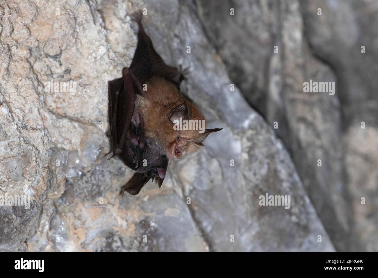Lesser horseshoe bat (Rhinolophus hipposideros), female with young in ...