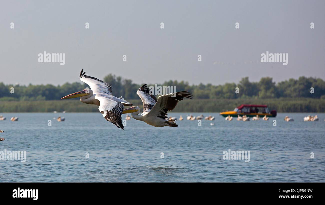 Great white pelicans (Pelecanus onocrotalus) in flight in front of a ...