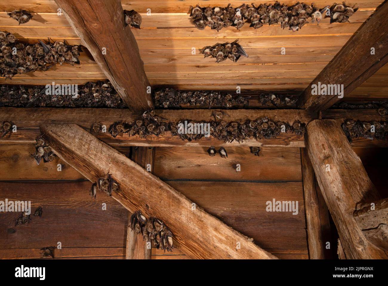 Greater mouse-eared bat (Myotis myotis), weekly roost in the attic of a ...