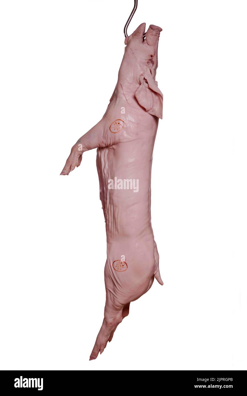 Pork, Pigs, Industrial processing of pork. Butchering, suckling pigs ...