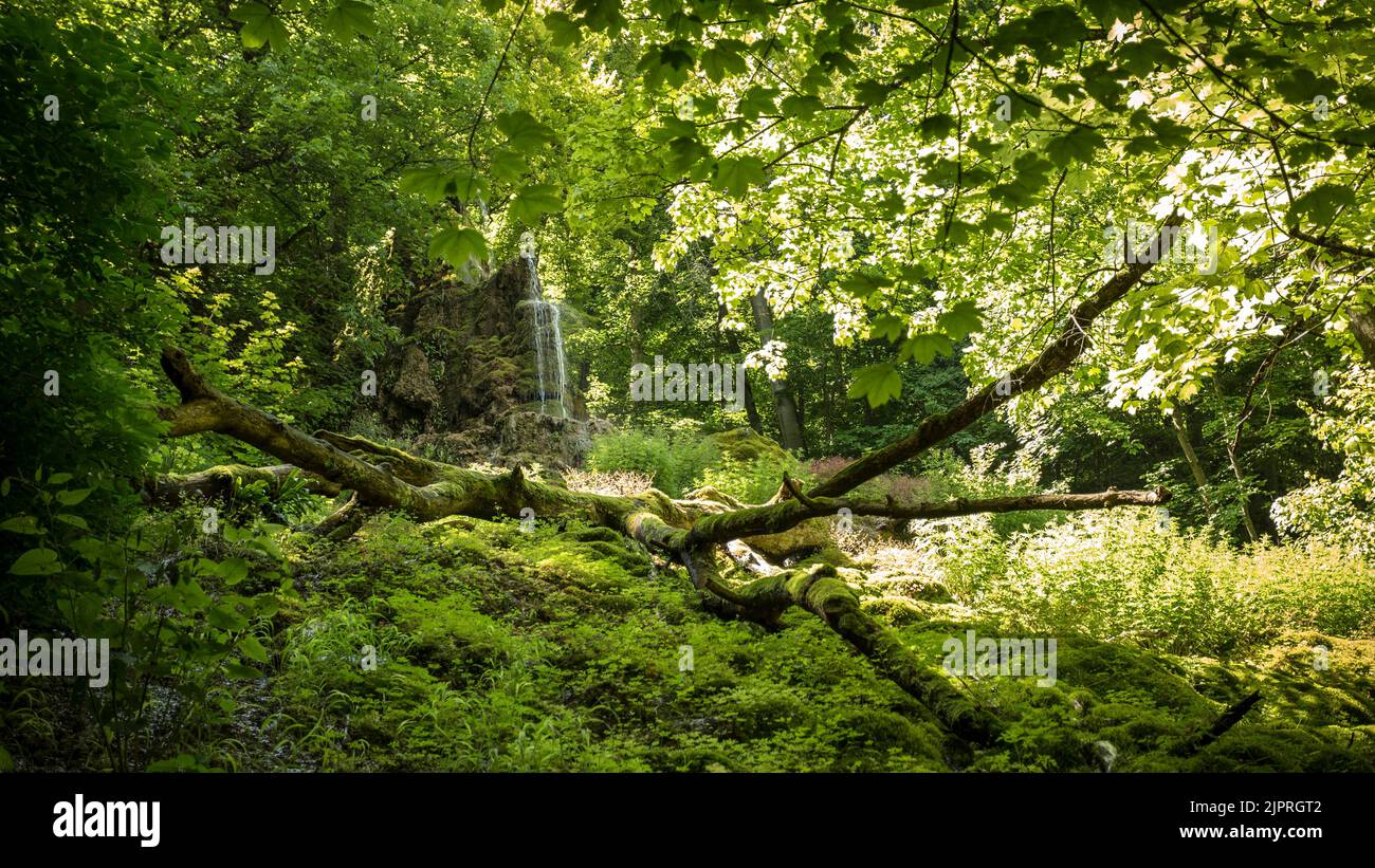 Damp, moss, forest, water, Guetersteiner waterfall, Bad Urach, Swabian ...