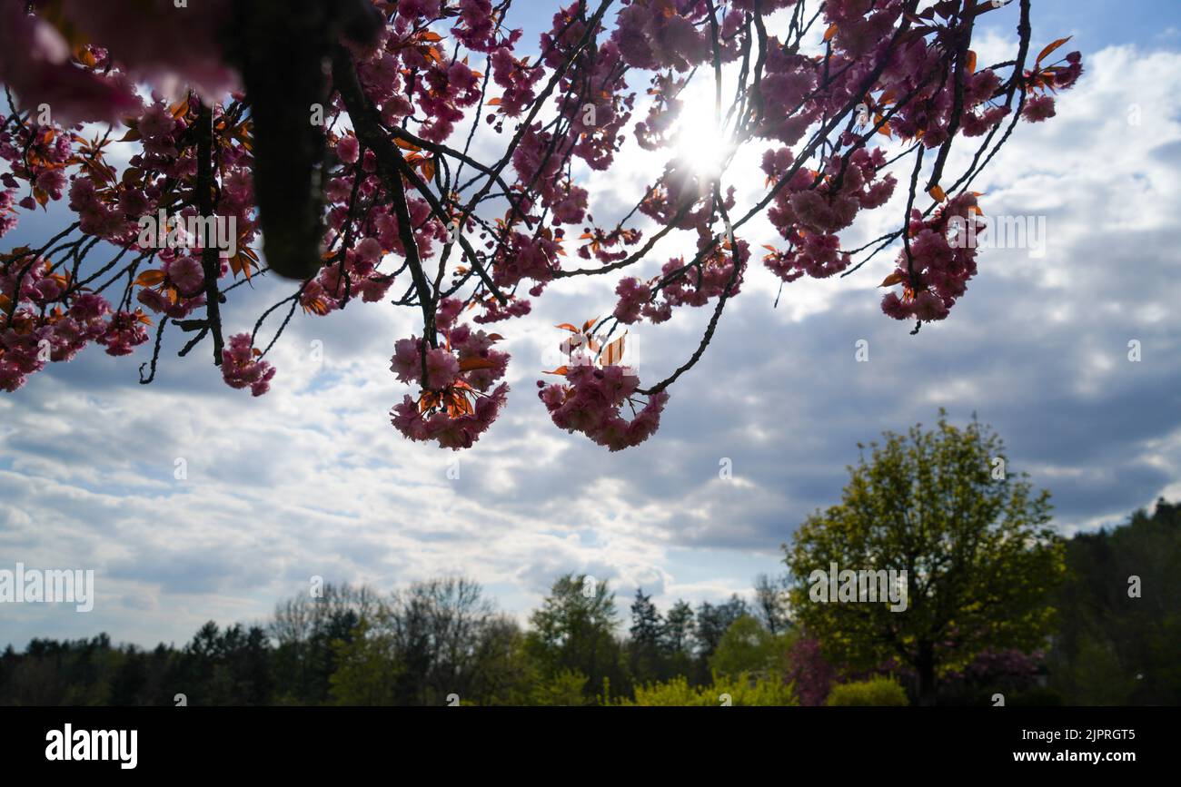 Landscape shot of a Bavarian wooded area at an altitude of 600 meters ...