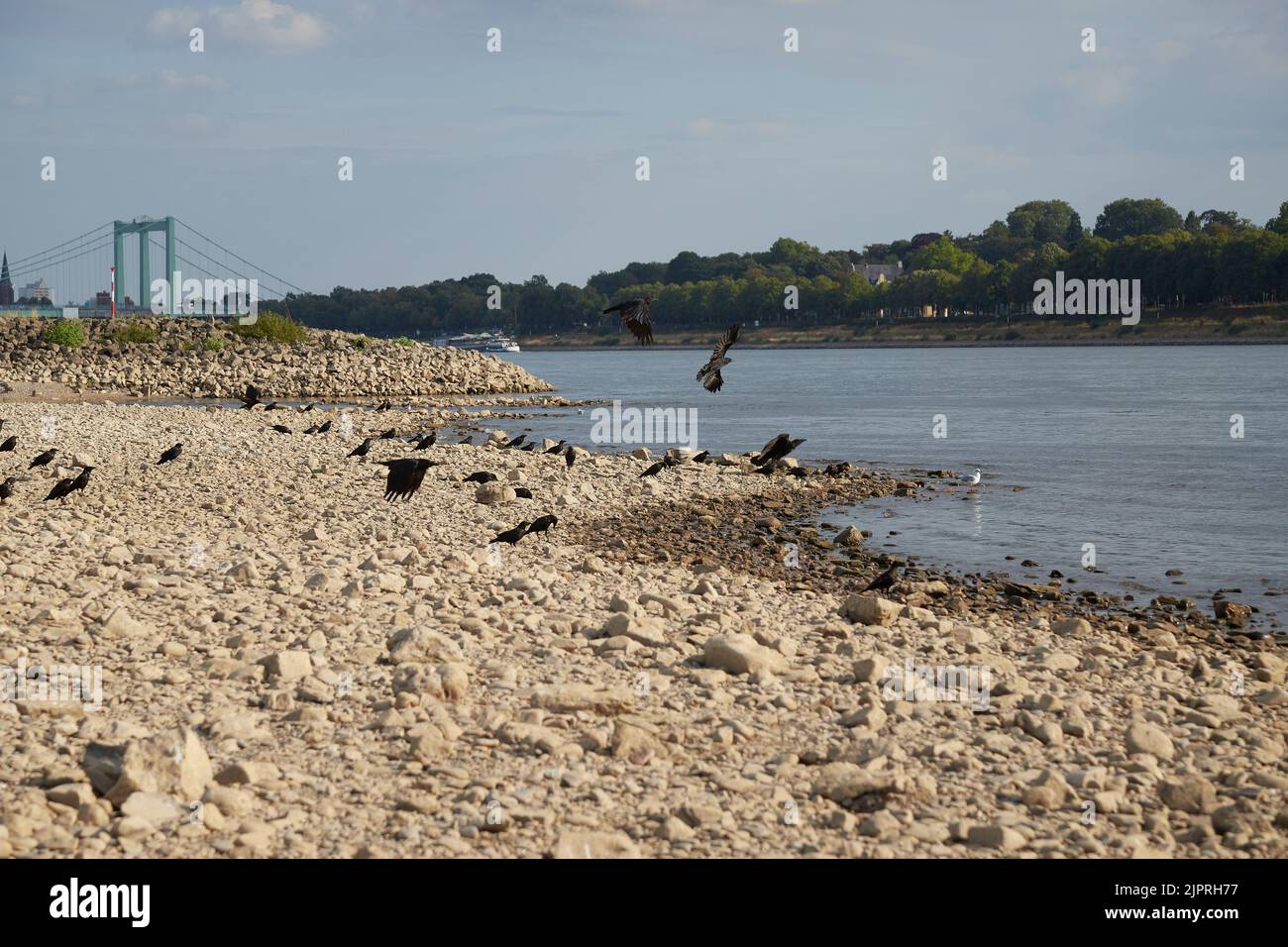 dry shore of rhine river in Cologne at extremly low tide, caused by ...