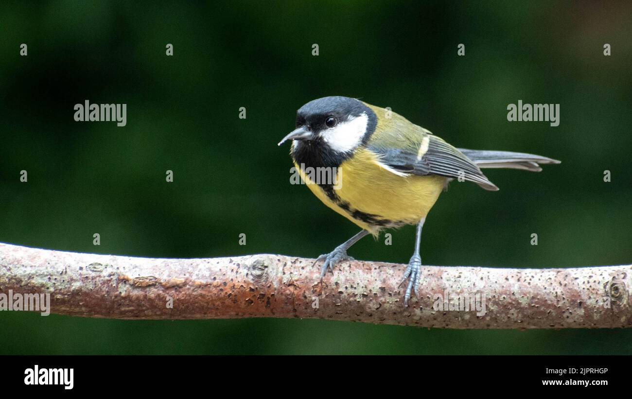A Great tit on a perch in Undy, south Wales, Uk Stock Photo - Alamy