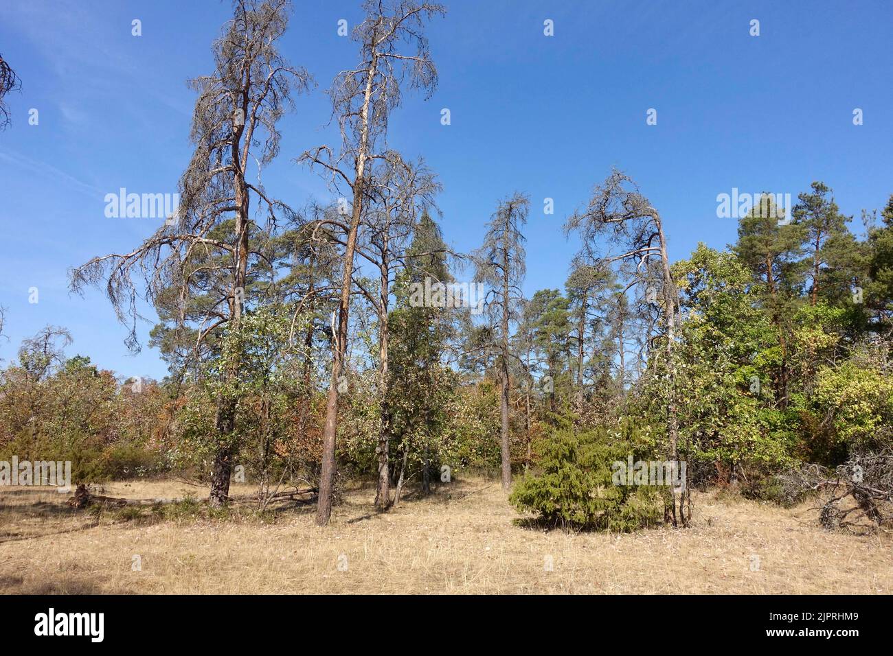 Scots pine (Pinus sylvestris), Dead pines, Drought damage, Climate ...