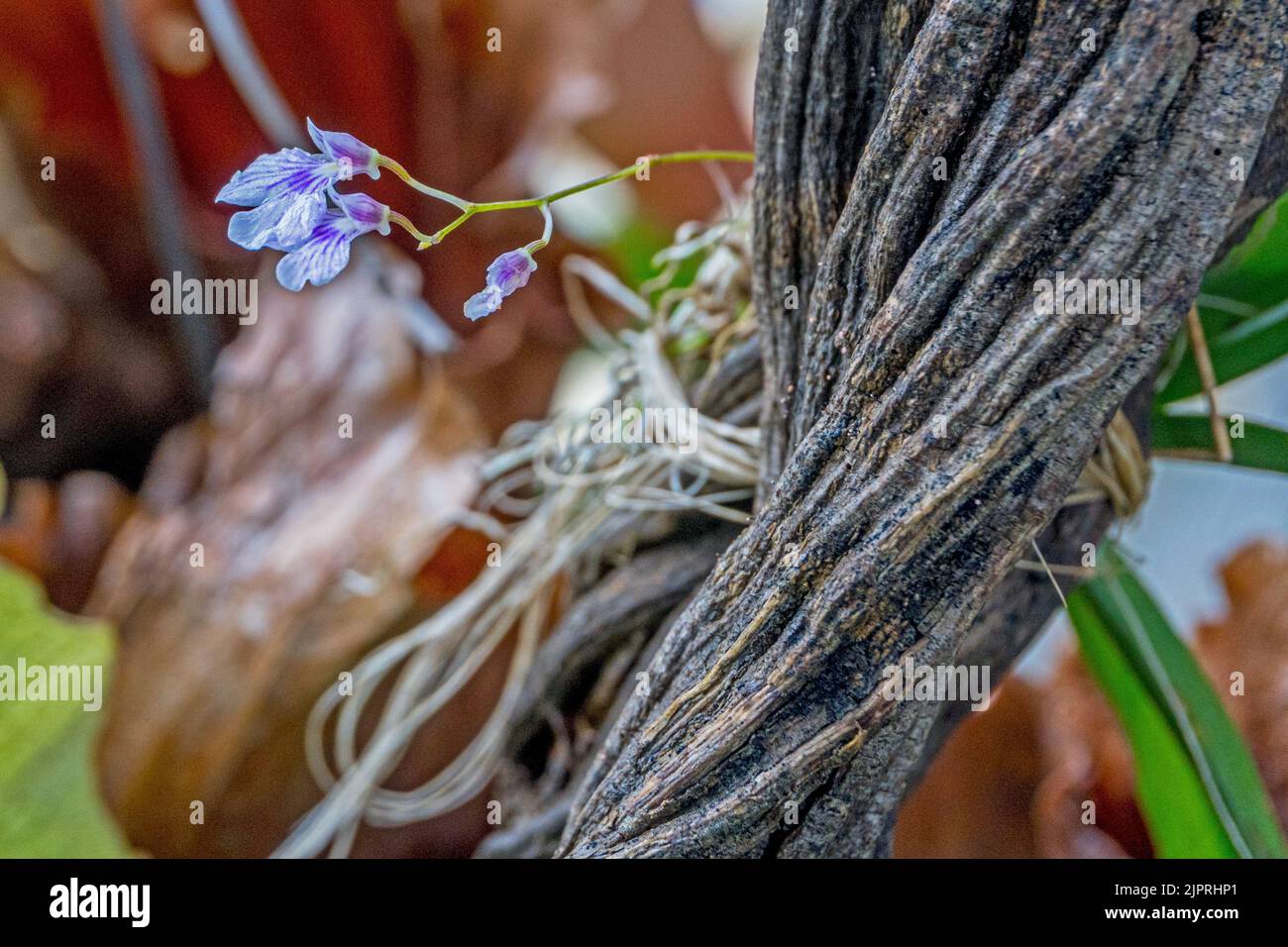 The close-up view of the Utricularia caerulea plant's blue petals ...