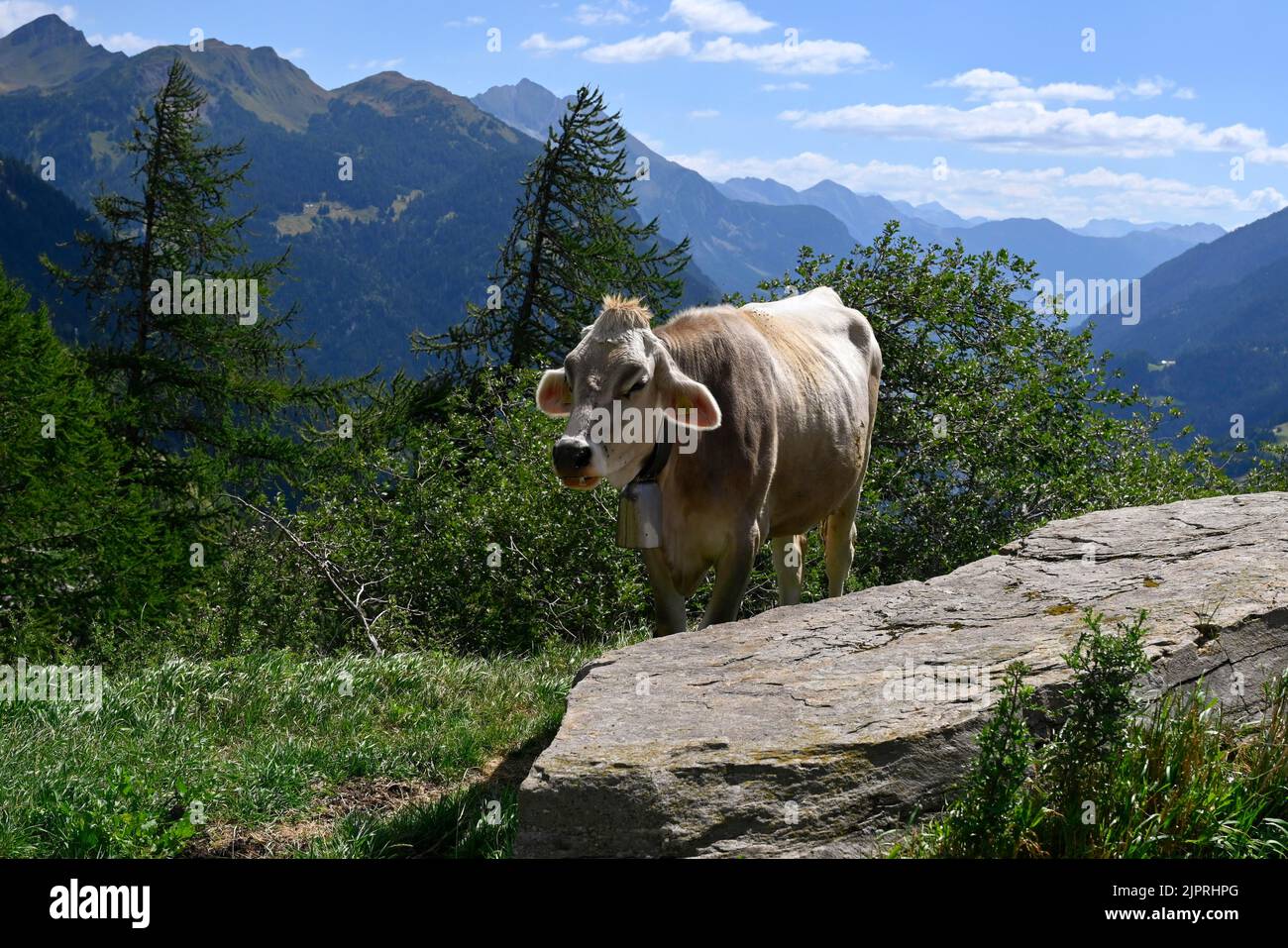 Swiss dairy farming hi-res stock photography and images - Alamy