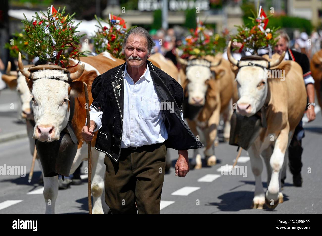 Parade of decorated dairy cows, Interlaken, Switzerland Stock Photo - Alamy
