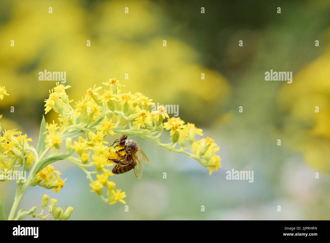 European honey bee (Apis mellifera) with purple pollen on its body ...
