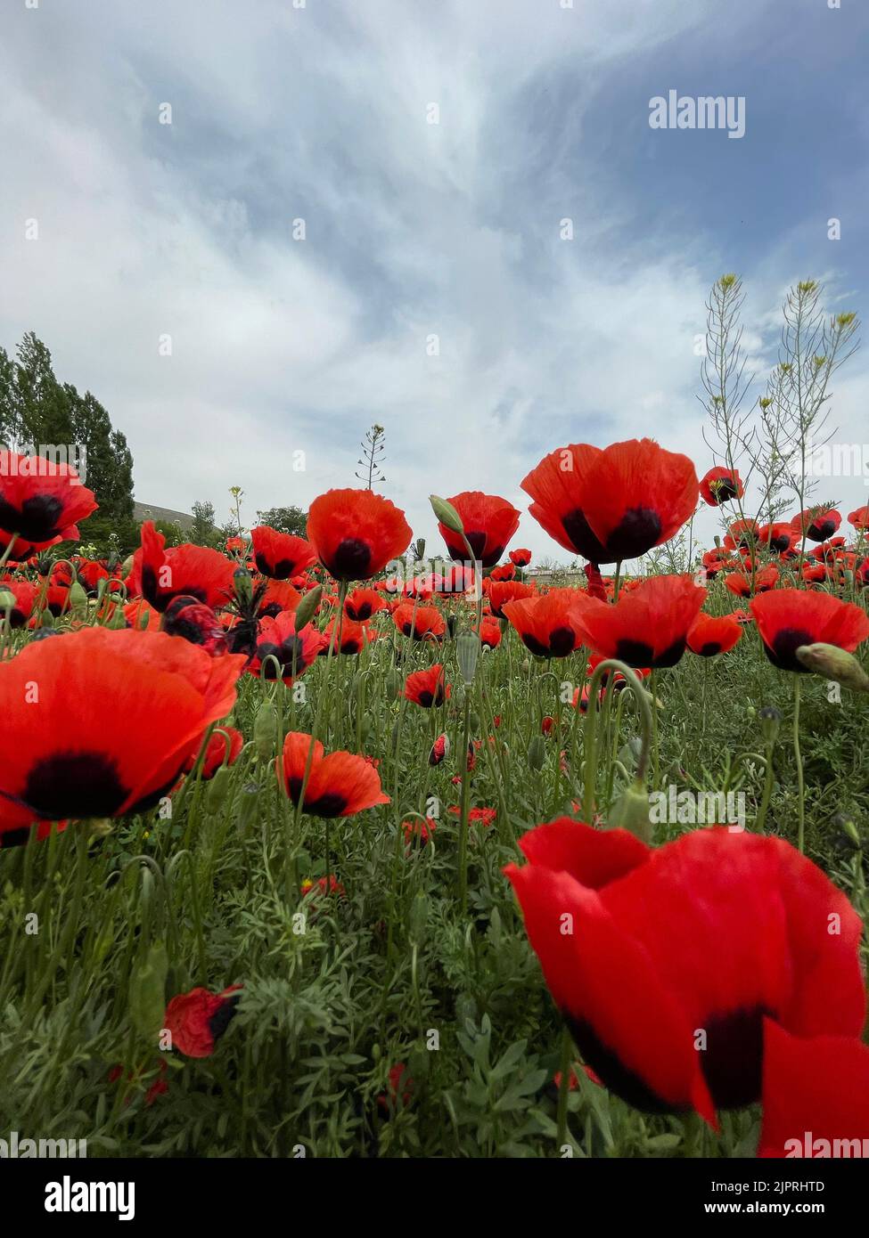 The red poppies in the field under a cloudy sky Stock Photo - Alamy