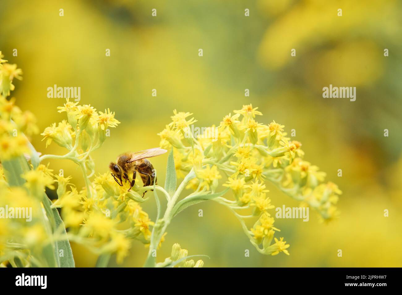 European honey bee (Apis mellifera) collecting nectar from a yellow ...