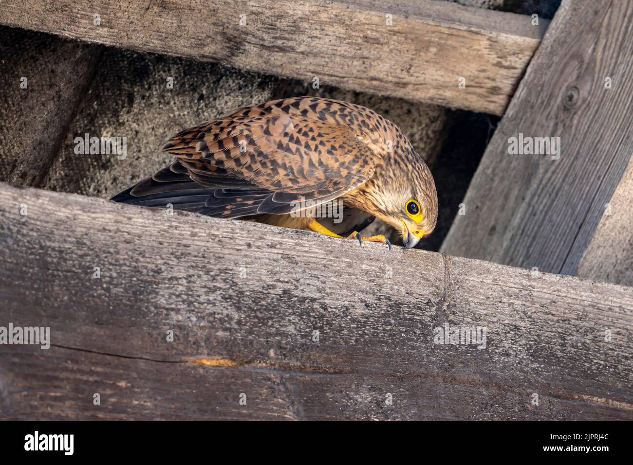 Common kestrel (Falco tinnunculus), adult bird, female, sitting on a ...