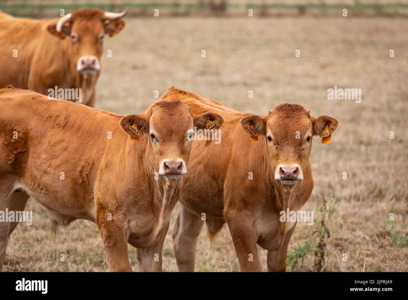 Limousin cow and calfs in a meadow in Brittany, France Stock Photo - Alamy
