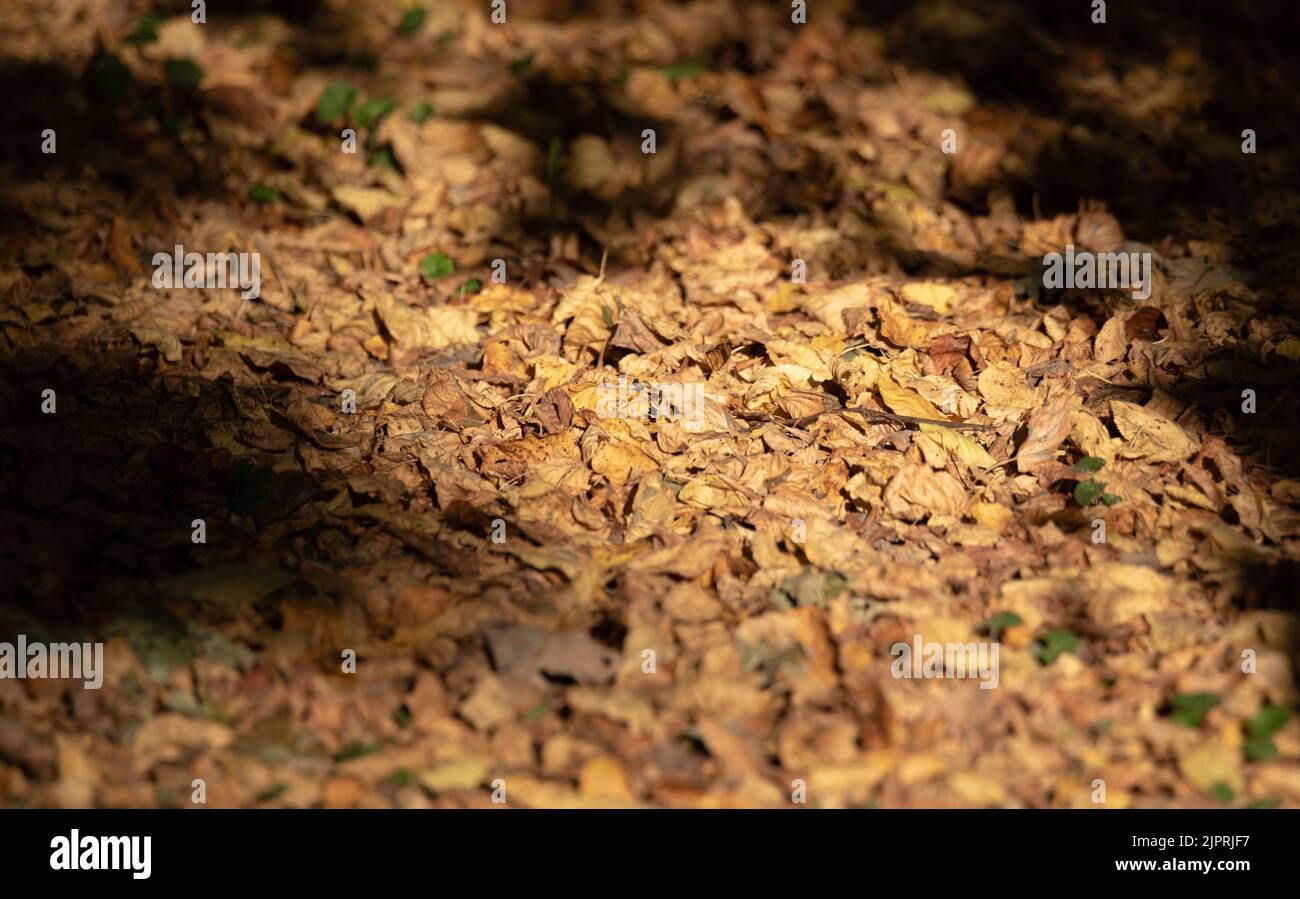 Leaves under the trees. Autumn in the park. The sun's rays illuminate ...