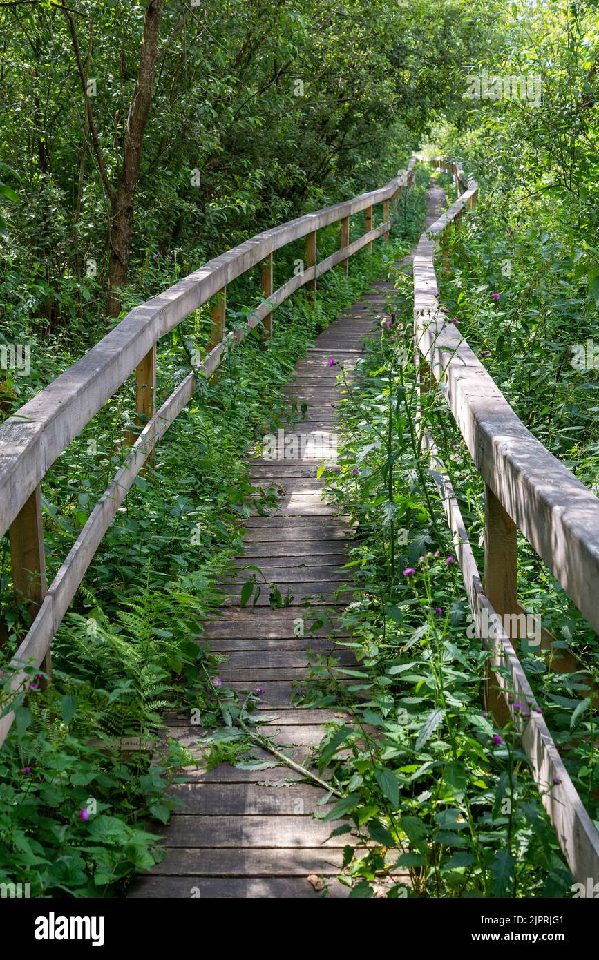 A wooden walking path over wetlands in the Poleski National Park Stock ...