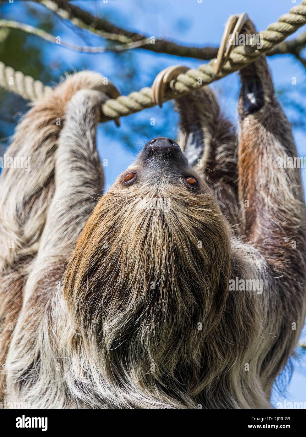 A Two-toed sloth moves slowly along a rope linking two trees in ...