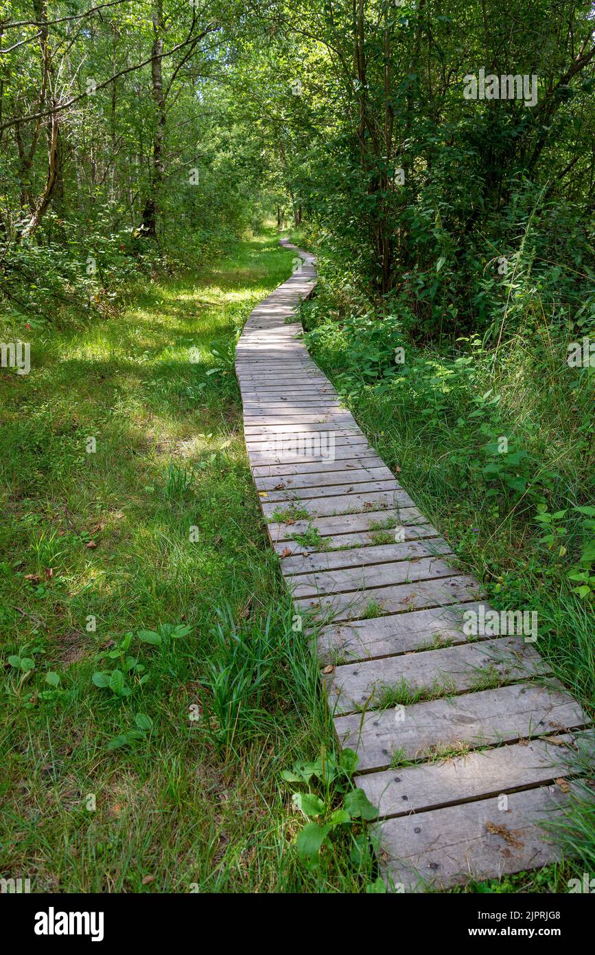 A wooden walking path over wetlands in the Poleski National Park Stock ...