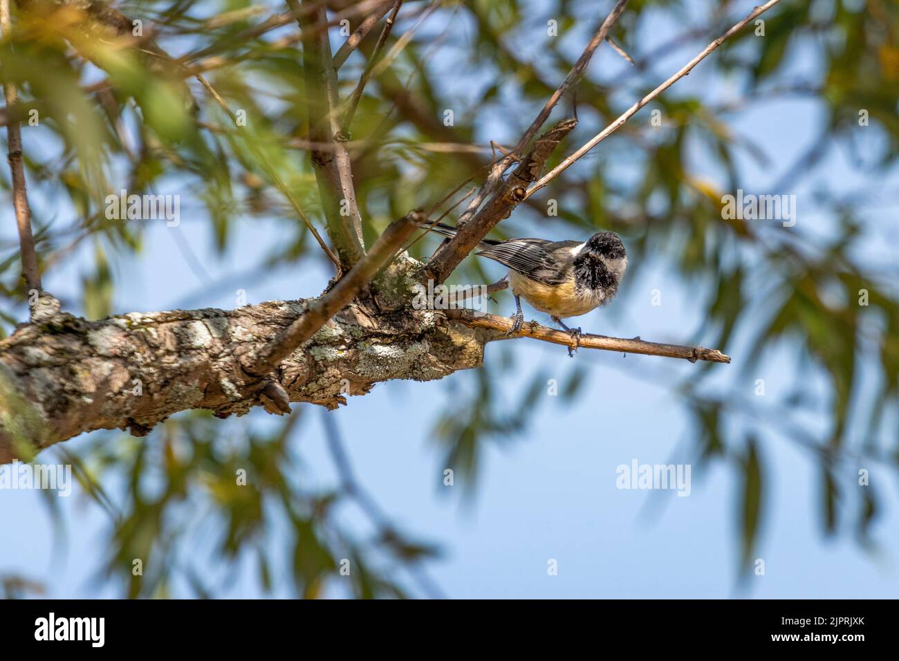 A small, cute bird walking on edge of tree branch in wild nature Stock ...