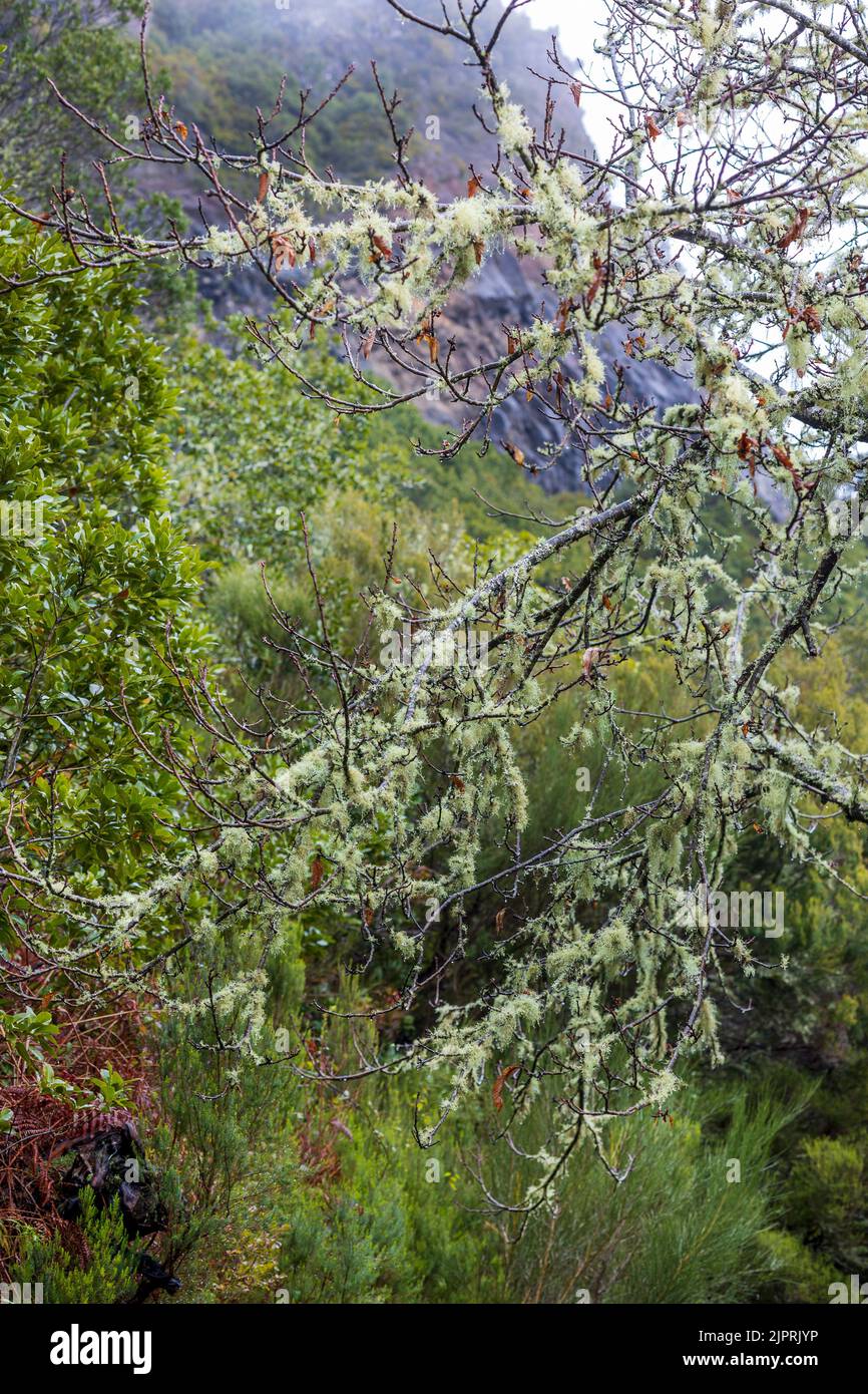Madeira island mountain nature hi-res stock photography and images - Alamy