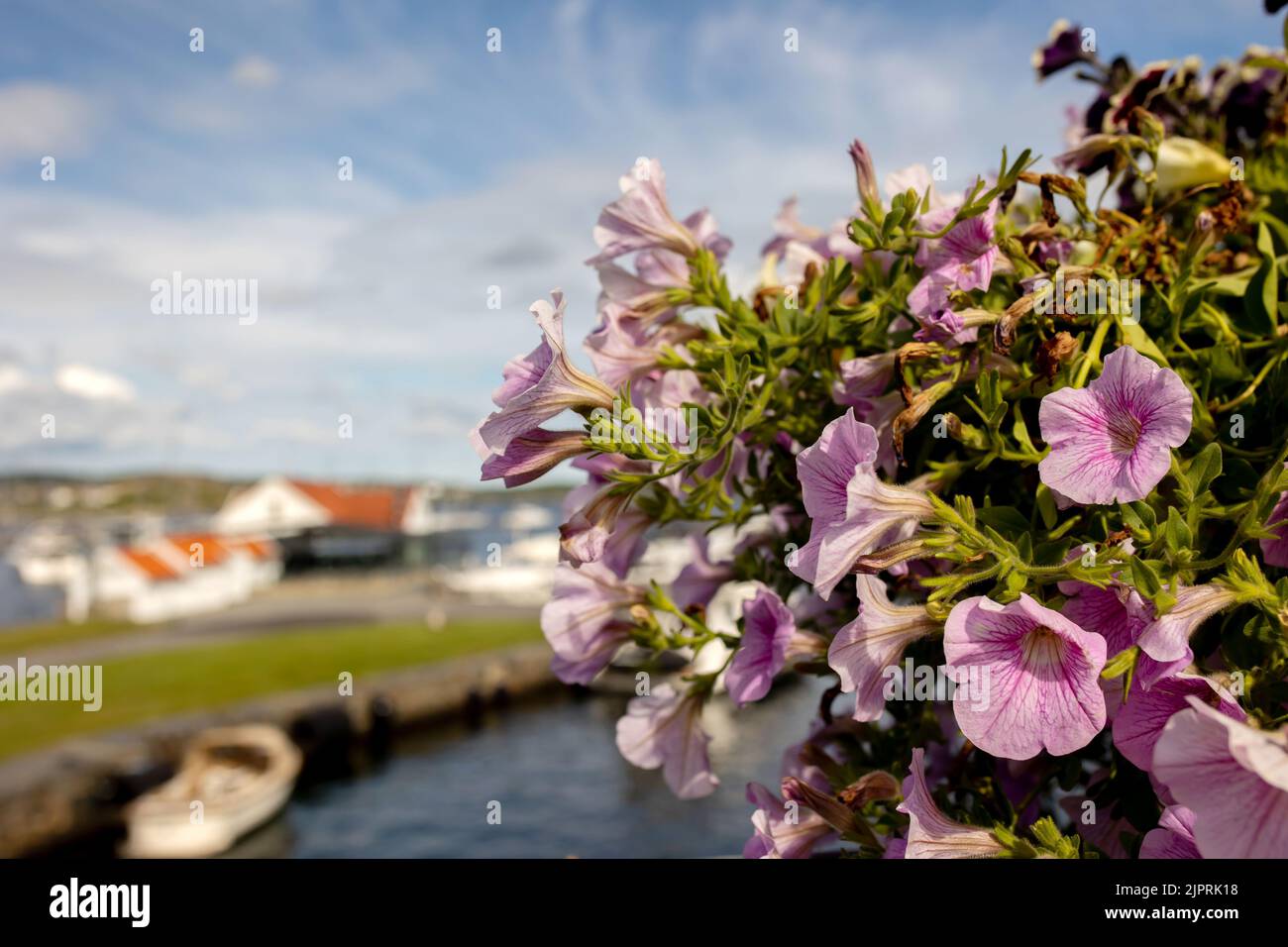 Beautiful town Kristiansand in Norway, amazing views on sunset Stock ...