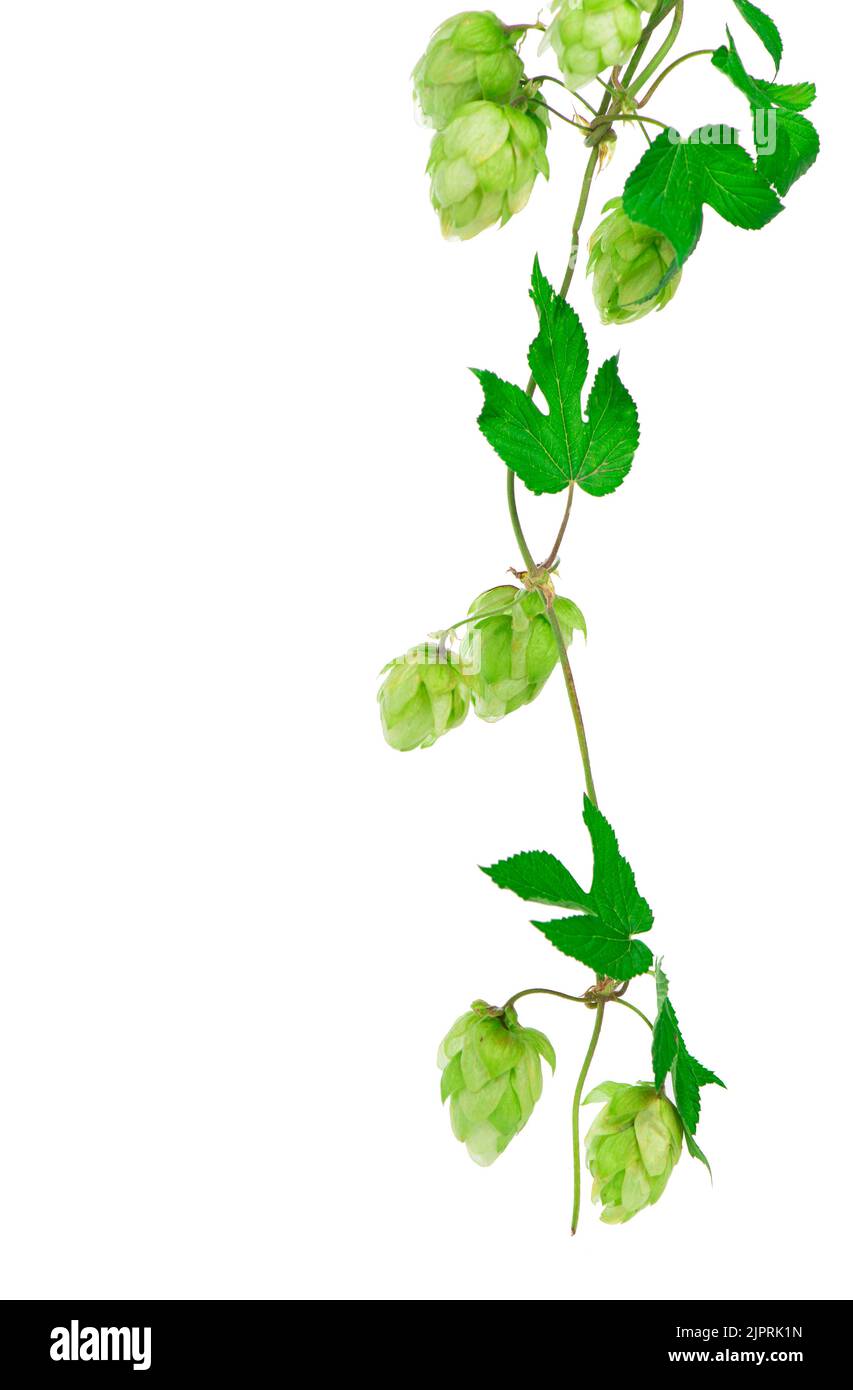composition of hops isolated on a white background Stock Photo - Alamy