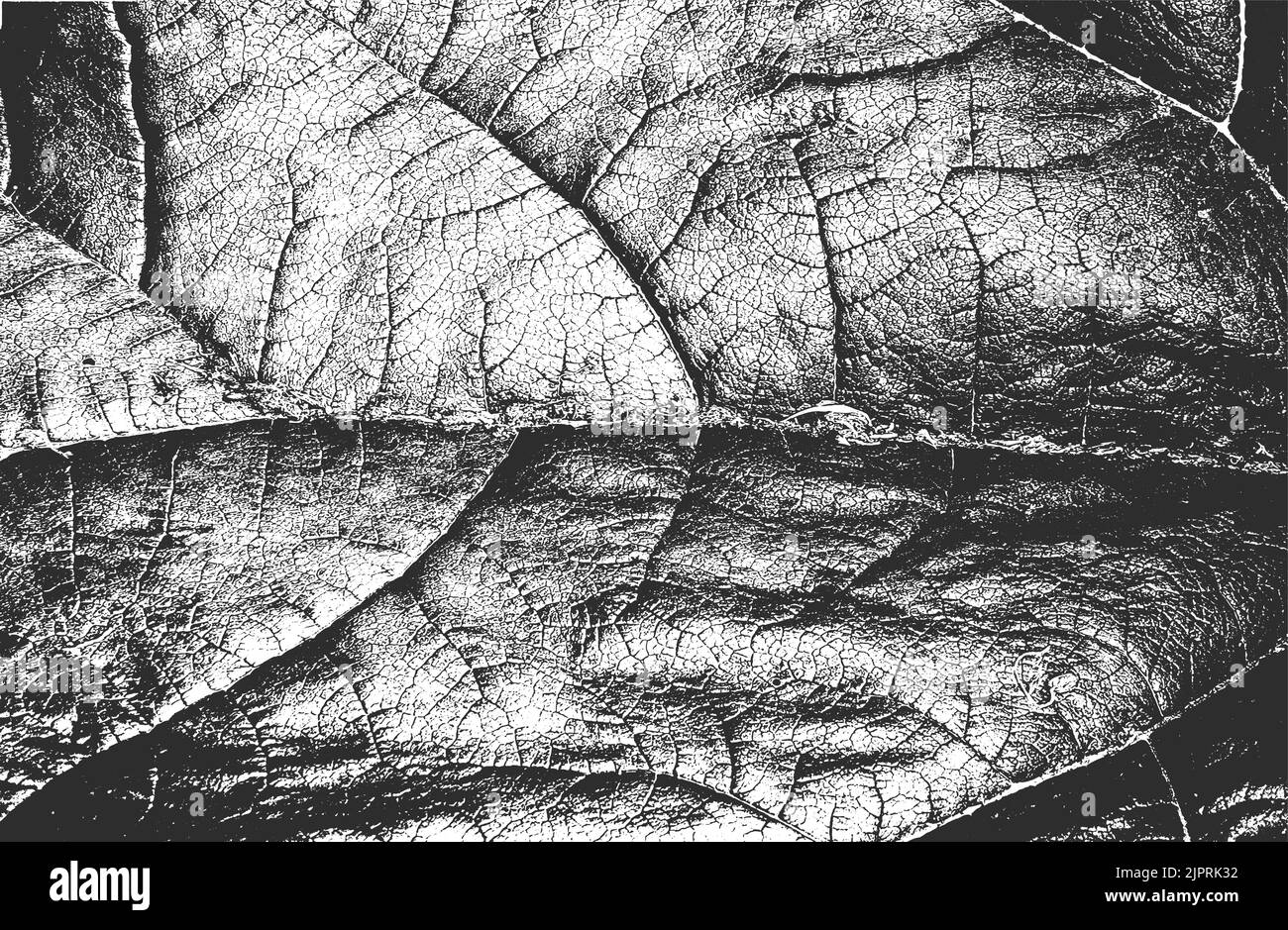 Distressed overlay wooden leaf macro texture with streaks. grunge black ...