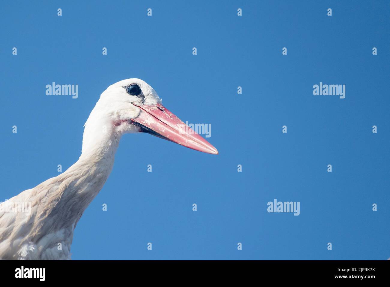 Crane bird hi-res stock photography and images - Alamy
