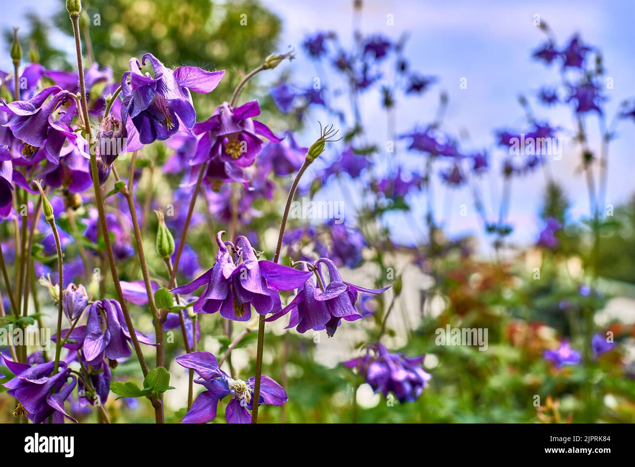 Purple pink lilac bluebells part of the ecological system of the planet ...