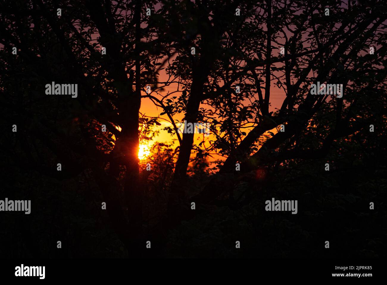 A scenic view of sunlight beaming through silhouettes of trees at ...