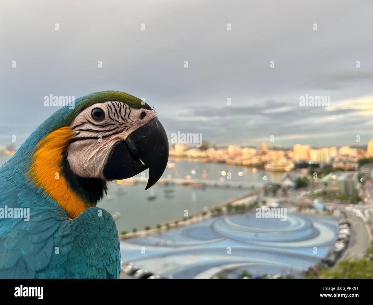 A closeup of a macaw on the background of a sea Stock Photo - Alamy