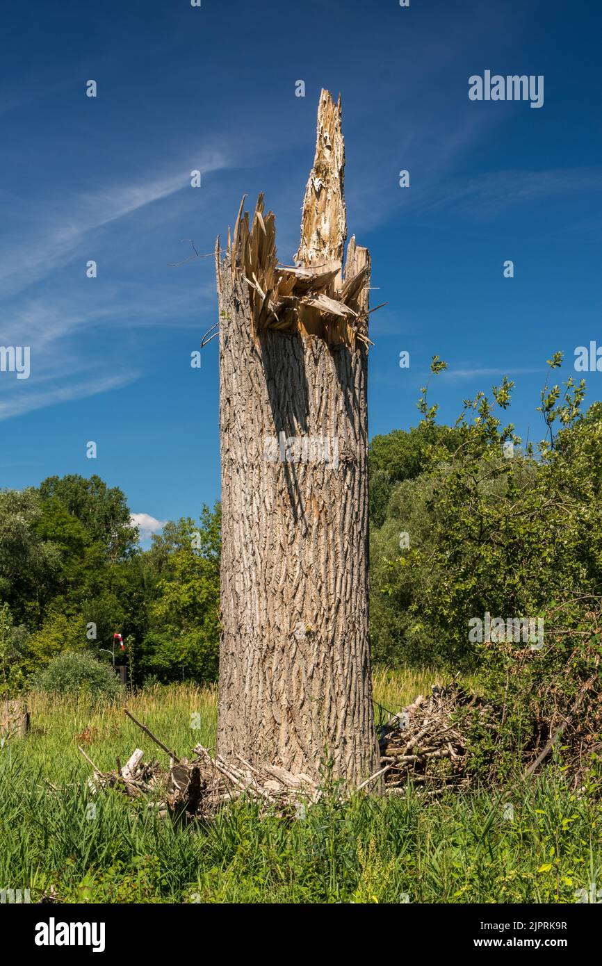 A vertical shot of a huge broken tree trunk, standing in the middle of ...