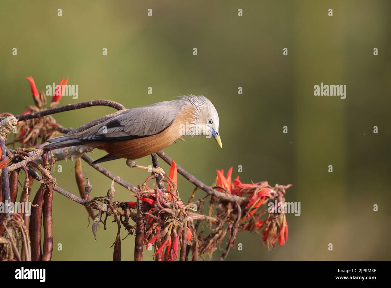 The chestnut-tailed starling, also called grey-headed starling and grey ...
