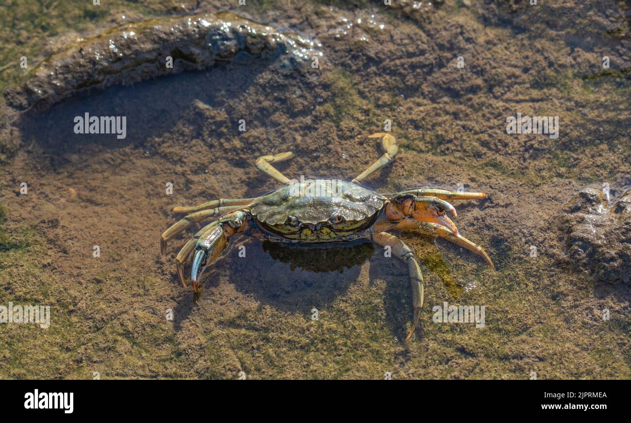 beach crab or green crab (Carcinus maenas) at North Sea in Germany ...